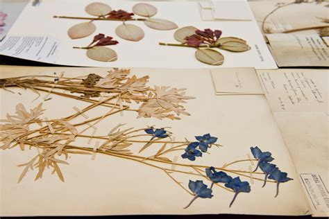 International Open Access Week Botanics Stories