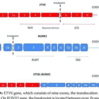A On ETV6 Gene Which Consists Of Nine Exons The Translocation