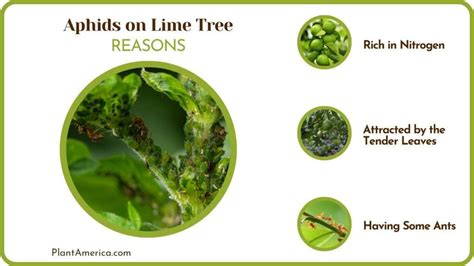 Aphids On Lime Tree Reasons And Methods To Fight Back Plant America