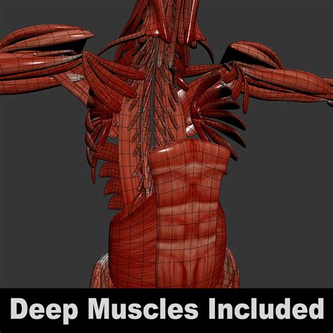 Human Male Muscular Anatomy 3d Model By Nonecg