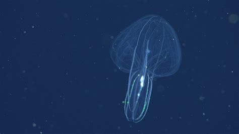 My Cousin The Comb Jelly Oberlin College And Conservatory