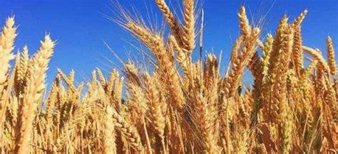 小麥高產灌溉指南科學澆水技巧 imomo植物識別