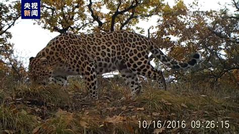 大猫猫来甘泉了 华北豹种群栖息地向北扩张近50公里 腾讯新闻
