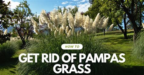 How To Get Rid Of Pampas Grass Uk A Step By Step Guide Garden Doctor