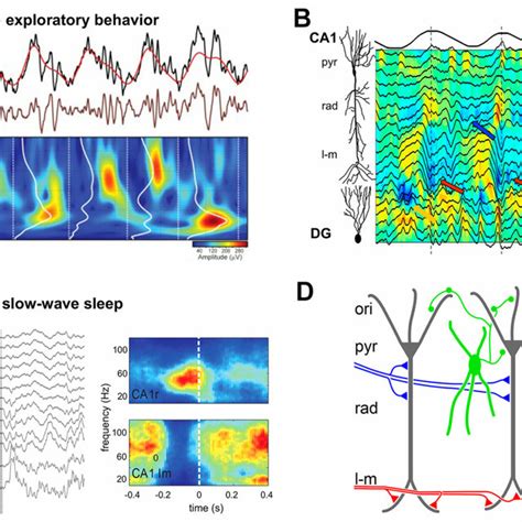 Diversity Of Gamma Oscillations Example Of The Hippocampal Ca1 Region
