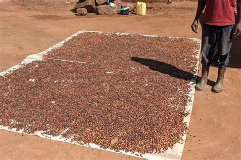 Coffee Farmers Forced To Sleep In Gardens As Thieves Wreak Havoc Uganda