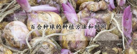 亚洲百合花的养殖方法和注意事项 发财农业网