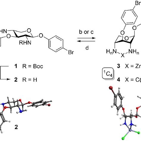 Scheme 1 Conformation Flipping Of Xylosides A The Dominant 4 C 1