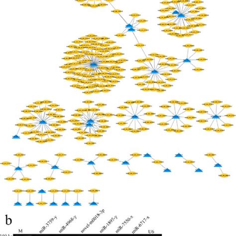 The Circrna Mirna Regulatory Networks In The Midguts Of A C Cerana Download Scientific