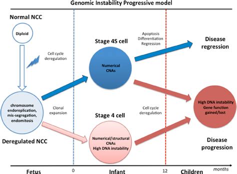 Schematic Representation Of The Genome Instability Progressive Model Of