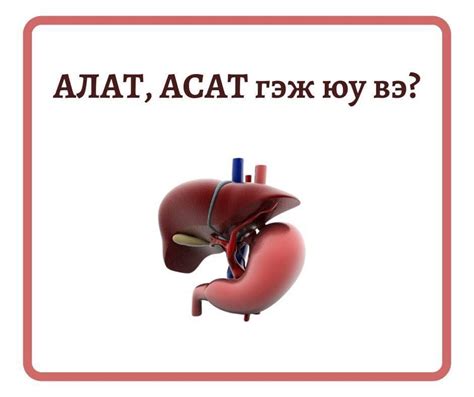 Baria Zasal 🧑‍🔬АЛАТ АСАТ гэж юу вэ 👉 АЛАТ Элэгний