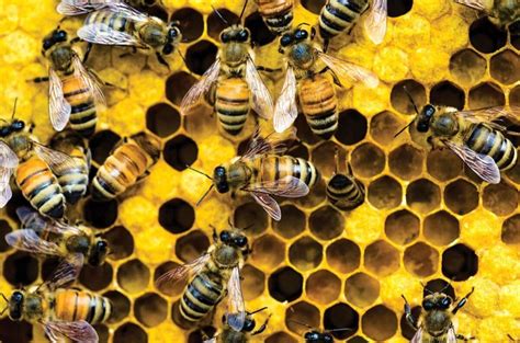 Groundbreaking Research Finds Honey Bee “waggle Dance” Used For Complex