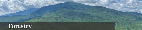 Forestry Uvm Extension Cultivating Healthy Communities The