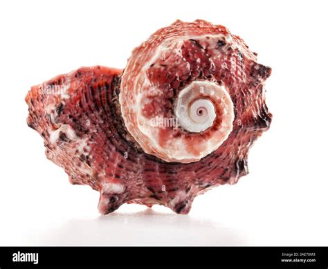 Angaria Delphinus Common Name The Common Delphinula Is A Species Of