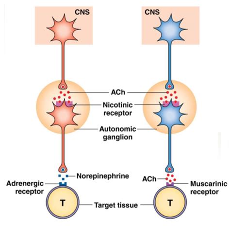Physio Ans Lec 9 Flashcards Quizlet