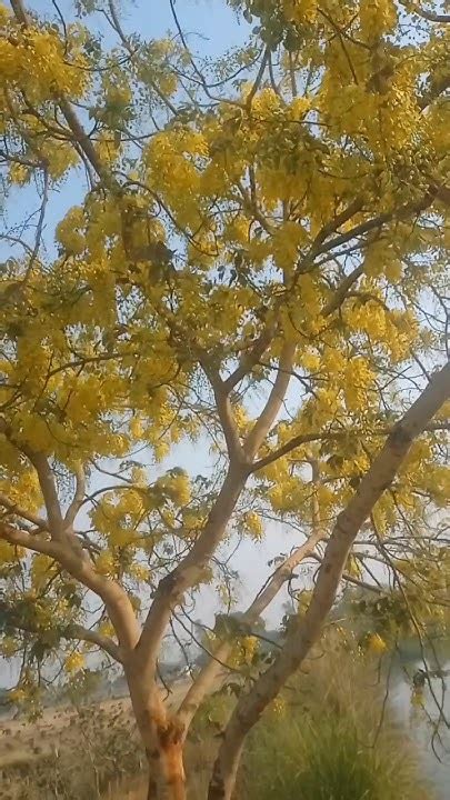 Bataiye Kis Ka Tree 🌴 Youtube