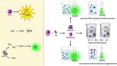 Detection Of Reactive Oxygen Species Ros In Cyanobacteria 54 Off