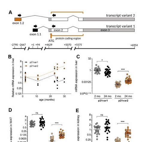 Stream Episode A New Marker Of Aging And Cellular Senescence By Aging Us Podcast Podcast