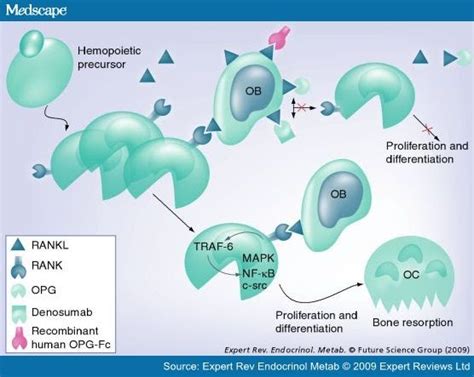 Nephron Power Prolia Or Xgeva Denosumab And The Renal World