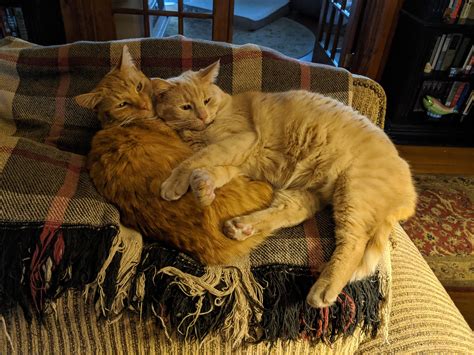 My Moms Cats Snuggle Like This At Least 5 Times A Day Bondedpairs