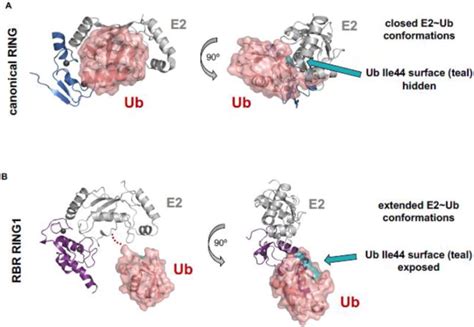 Ring Between Ring E3s Ligases Emerging Themes Amid The Variations Pmc