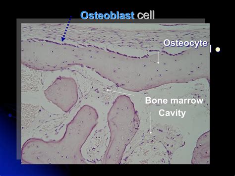 Bone Cartilage Labpdf Histology First Year Ppt