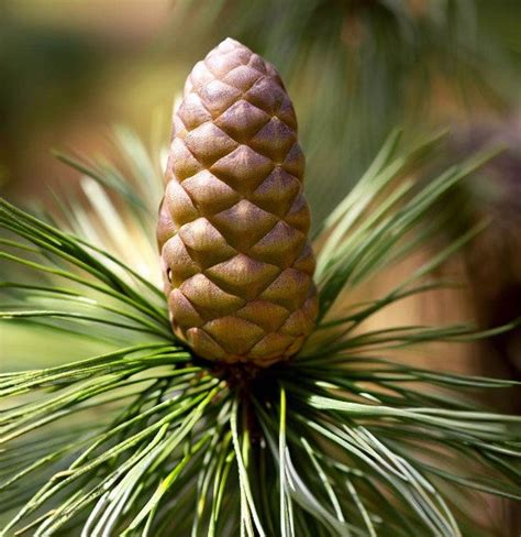 Pinus Gerardiana Chilghoza Pine Chilgoza Nut Pine Geraldss Nut Pin