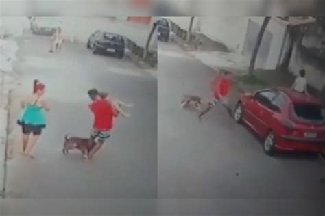 太吓人！男童被一只比特犬疯狂攻击，随后路人的举动救了他一命！男童攻击路人