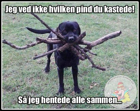 På Dansk Humordk Finder Du Mange Sjove Videoer Og Billeder Som Du Med