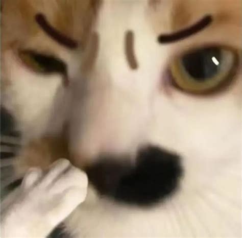 猫咪眉头被画“川”字，一脸无奈用爪摸鼻超搞笑 猫猫表情包 贱兮兮 表情包图片动图 求表情网 斗图从此不求人