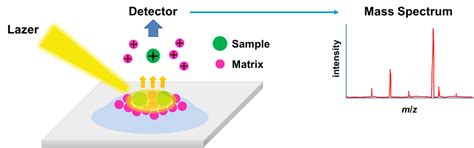 Matrix Materials For Maldi Tof Ms Tokyo Chemical Industry Co Ltd