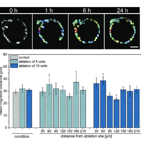 Influence Of Multiple Cell Ablation On Proliferation Within Airway