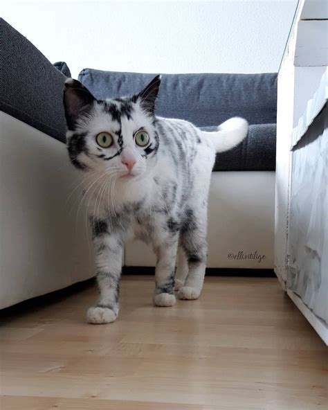 Elli The “vitiligo Cat” Is A Special And Beautiful Cat Catman