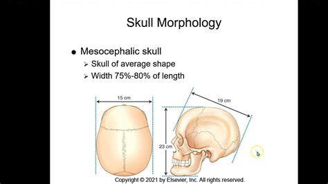 Skull Classifications Youtube