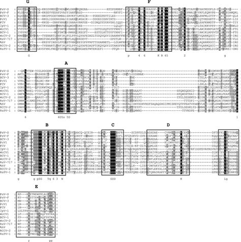 Identification Of The Conserved Motifs A To G In The Rdrp Domain Of The