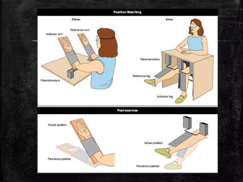 Proprioception Pptx