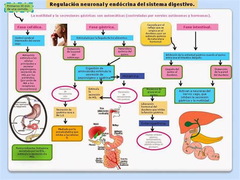 Funciones De Los Organos Del Sistema Digestivo Y Fase Vrogue Co