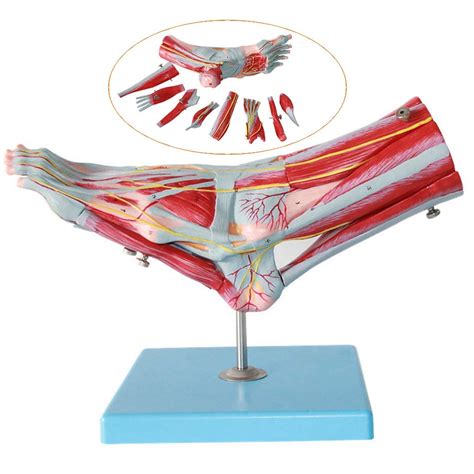 Buy Educational Model Medical Anatomical Foot Joint With Ligaments Foot Muscle And Skeleton