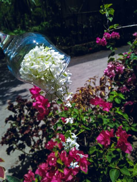 유리 꽃 재스민 속 Pixabay의 무료 사진 Pixabay