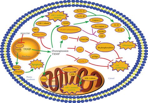 The Core Pathway Of Txnip Txnip Thioredoxin Interacting Protein