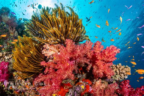 The Insanely Beautiful Coral Reefs Of Fiji Natural History