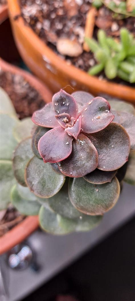 Can Anyone Tell Me What Bug This Is Uk R Whatsthisbug