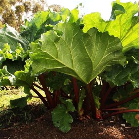 Tout Savoir Sur La Rhubarbe