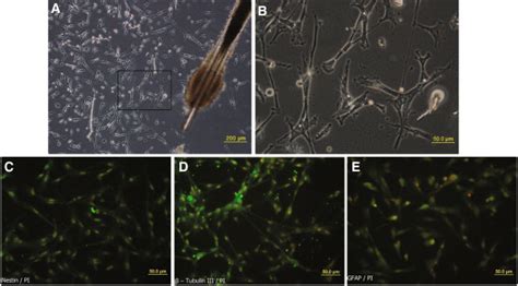Characteristics Of Epidermal Neural Crest Stem Cells A Morphology Of