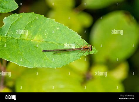 Vadnais Heights Minnesota John H Allison Forest An Immature Female