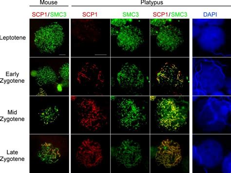 Immunolocalisation Of Smc3 And Sycp1 In Mouse And Platypus Early Download Scientific Diagram