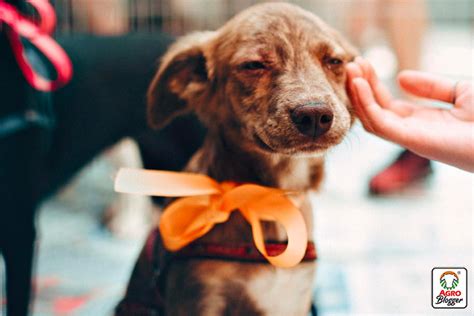Dónde adoptar un perro En Bogotá Medellín Cali y más Blog Agrocampo Colombia