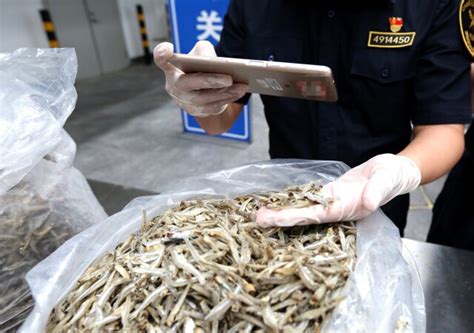 中国首次进口肯尼亚野生鳀鱼产品 首批野生鳀鱼干运抵长沙，参展中非经贸博览会 要闻速递 新湖南