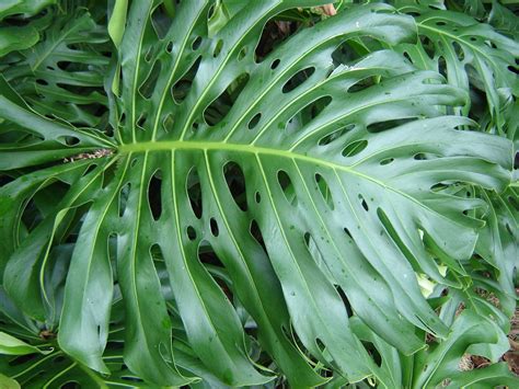 Monstera Leaves Arrangement Free Stock Photo Freeimages