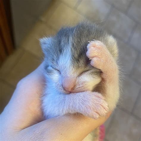 Saving Kittens Sanctuary